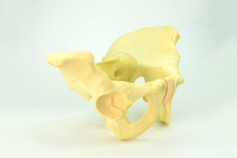 Pelvic Male bone model - Orthopedic Models -Biomechanics -Sports ...