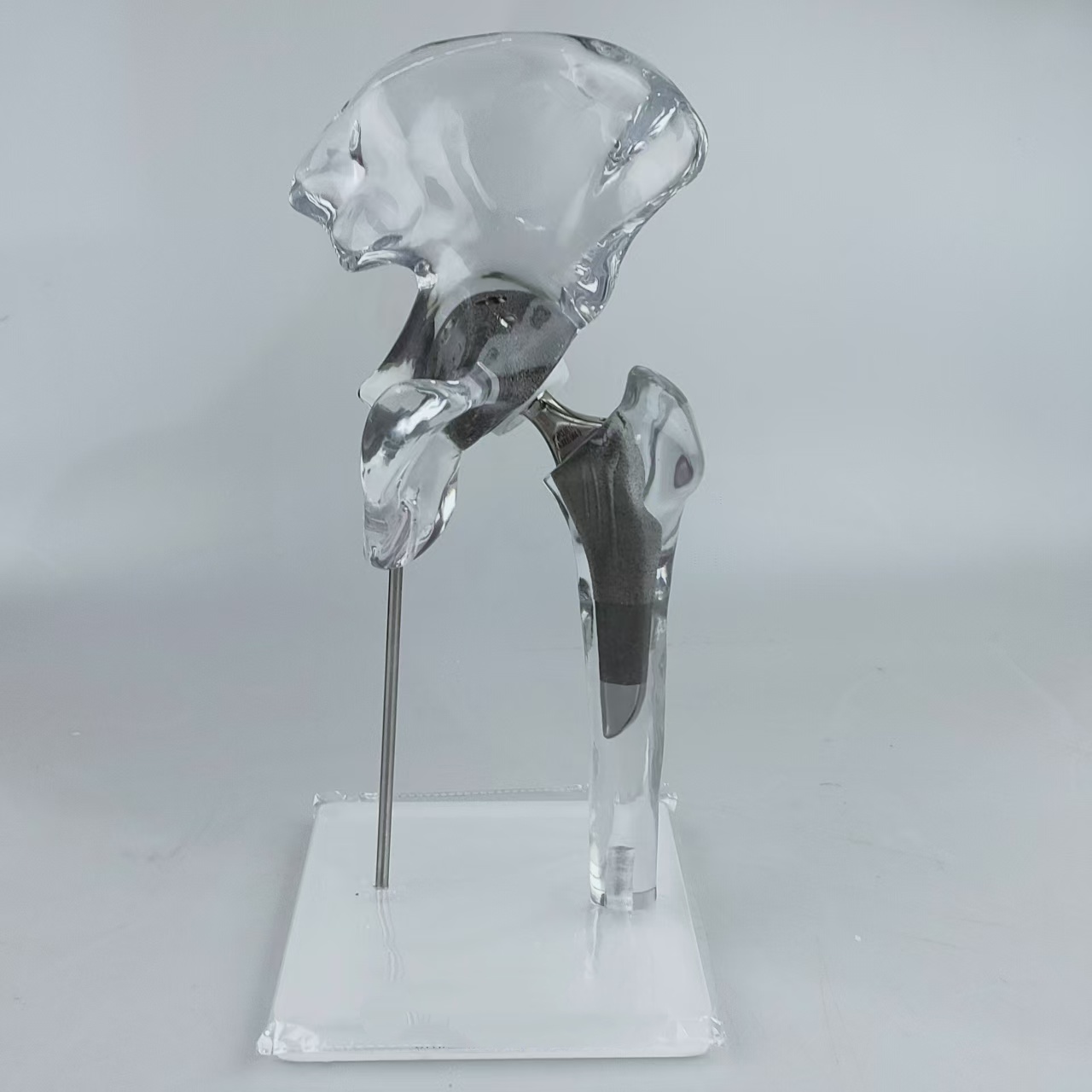 Clear Bone-Hip replacement - Orthopedic Models -Biomechanics -Sports ...